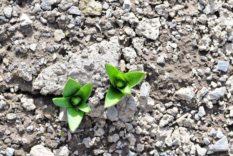 A Beautiful Early Spring Leaf of Flowers. Stock Image - Image of ...