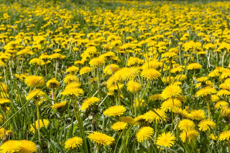 Beautiful Early Spring Meadow Stock Image - Image of officinale, color ...