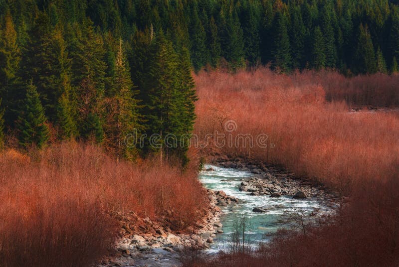 Early Spring Time Scene in Forest with River Stock Photo - Image of ...
