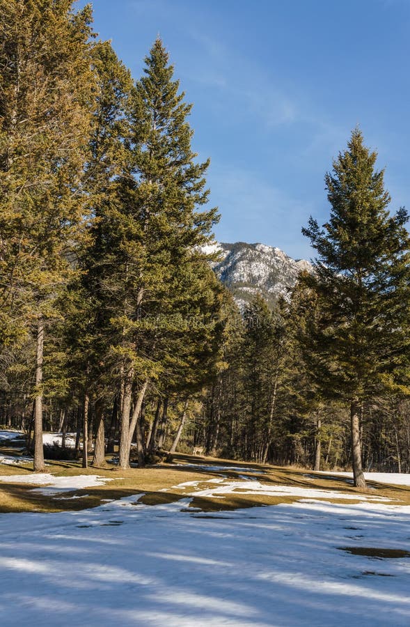 Beautiful Early Spring View of the Canadian Alpine Meadow with Blue Sky ...