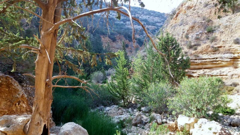 Beautiful East of Libya Nature Stock Photo - Image of libyan, trees ...
