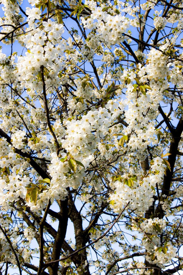 Blooming Cherry Tree on a Blue Sky Background in Spring Stock Image ...
