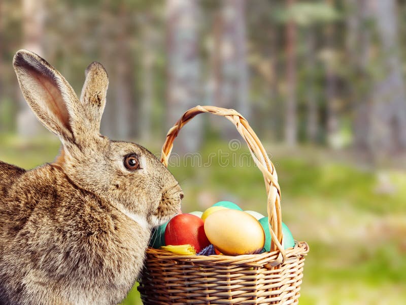 Beautiful Easter bunny stock image. Image of forest, nature - 39147885