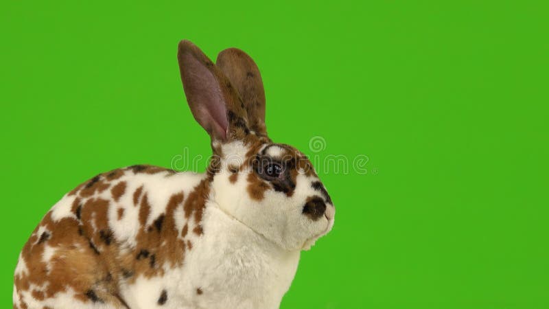 Beautiful Easter Bunny Wiggling Ears Stock Footage - Video of furry ...