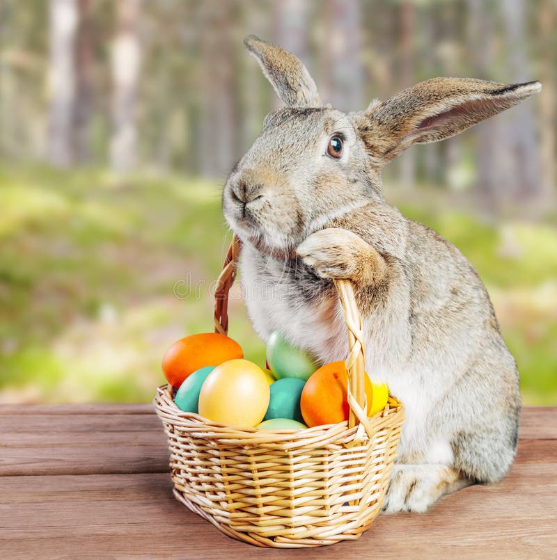 Two Rabbits in Wicker Basket Stock Image - Image of rabbits, domestic ...