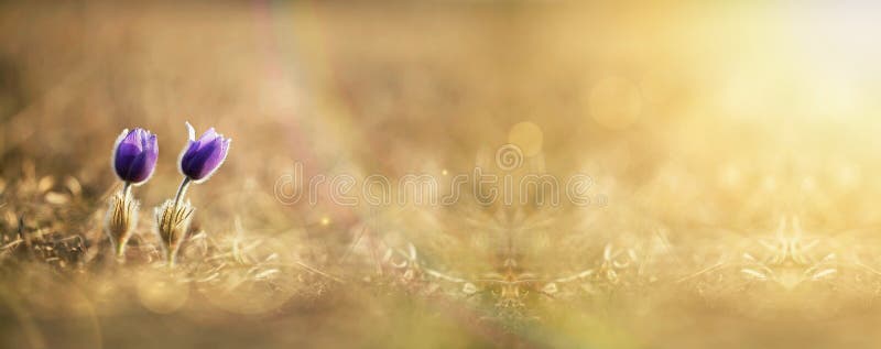 Beautiful Easter Spring Flowers Stock Photo - Image of spring, anemone ...