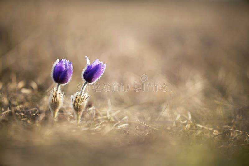 Beautiful Easter Spring Flowers Stock Image - Image of card, flowers ...