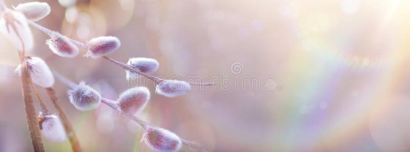 Beautiful Easter Springtime Floral Background Blooming Willow Tree in ...