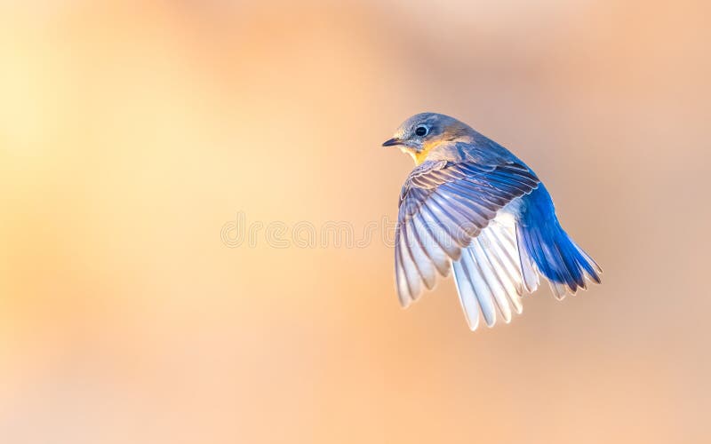 Eastern Bluebird in the Sunshine Stock Image - Image of flight, yellow ...