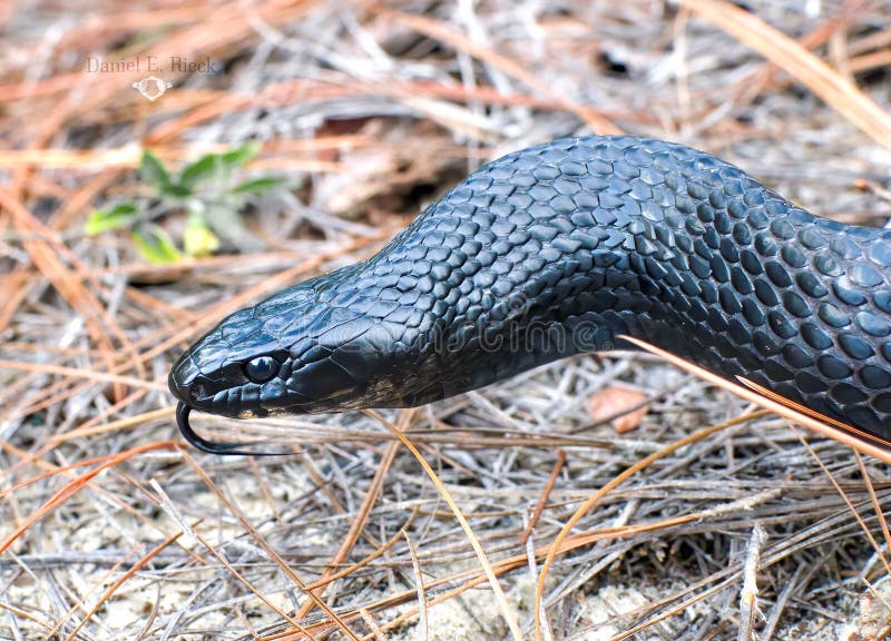 Beautiful Eastern Indigo Snake Stock Image - Image of reptile, soil ...