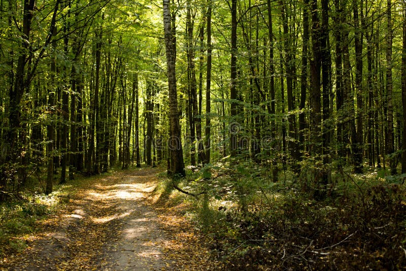 Beautiful and Ecologically Clean Forest with Tall Trees Stock Photo ...