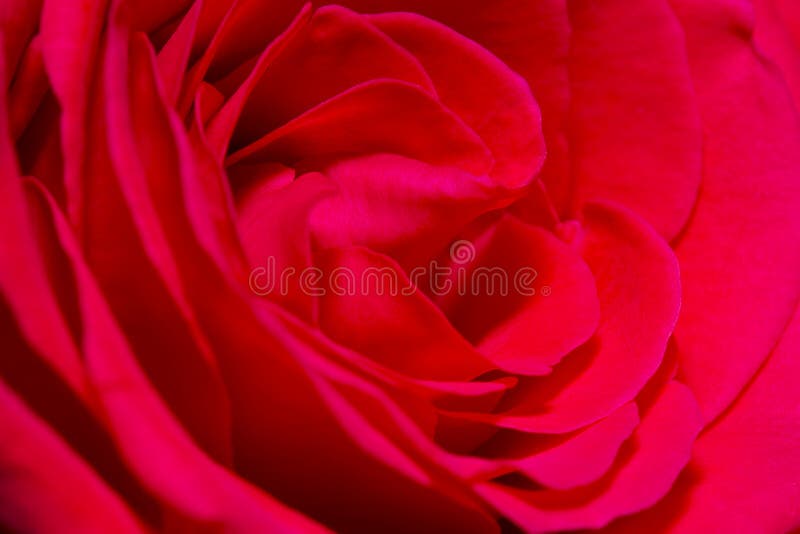 Beautiful ed rose stock image. Image of romance, valentine - 36767241