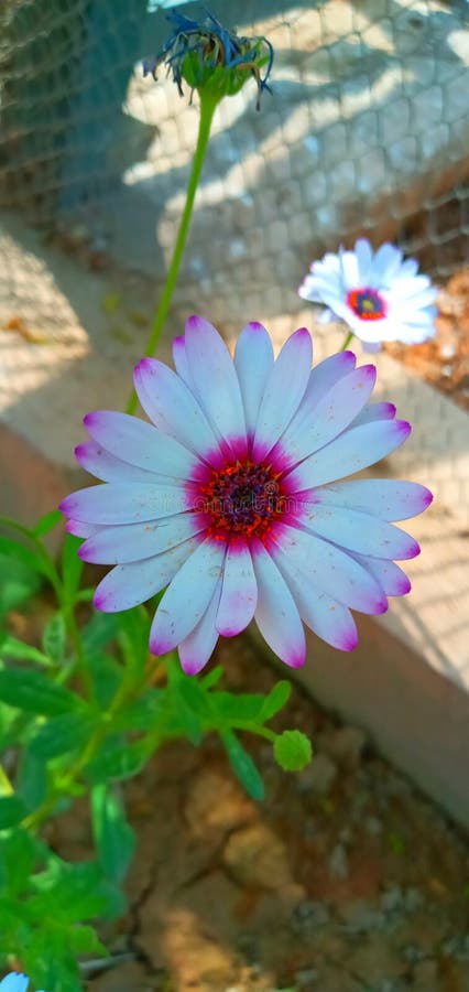 Beautiful Daisy in the Garden Stock Image - Image of white, meadow ...