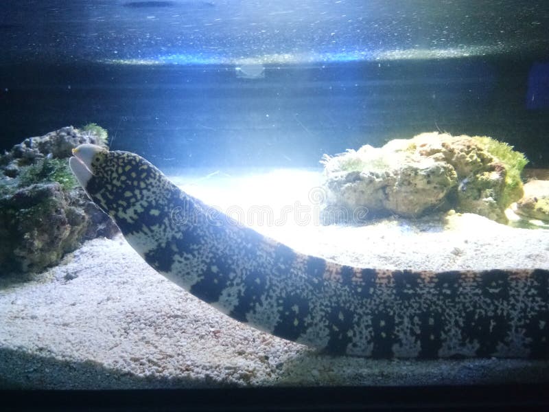 Beautiful Eel stock image. Image of water, ocean, organism - 211693281