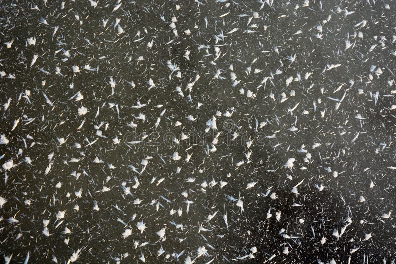 Beautiful Effect - Snow Stars on Ice. a Pattern that Forms only in ...
