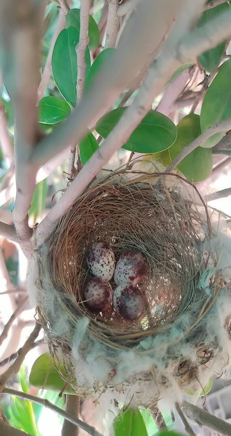 4 Beautiful Eggs in Nest in Bonsaie Tree Plant Stock Photo - Image of ...