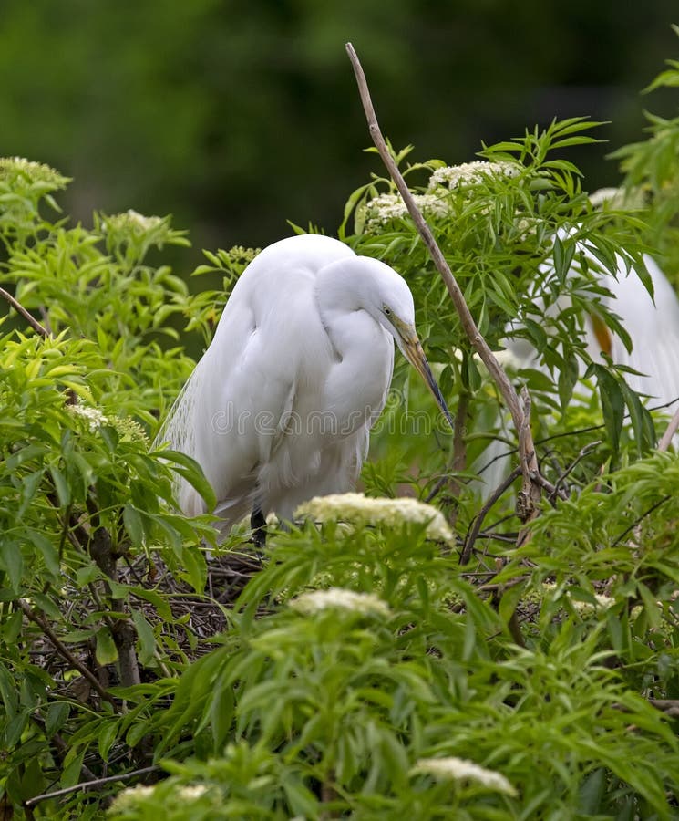 Great egret building nest stock photo. Image of gorgeous - 30082750