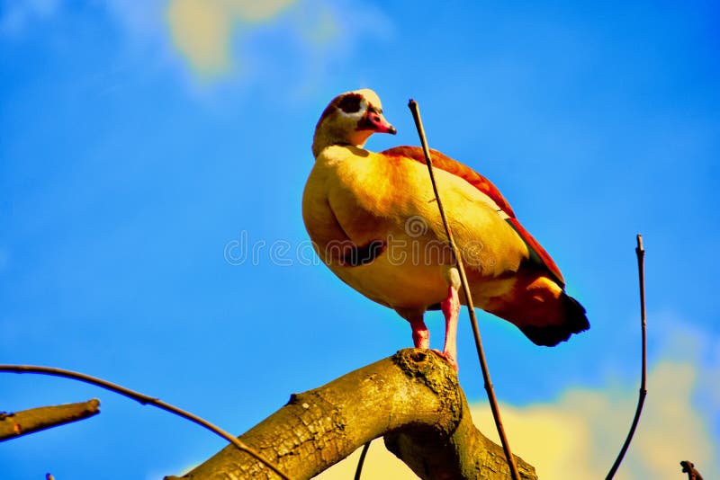 From a bird`s eye view stock photo. Image of east, chimneys - 142362208