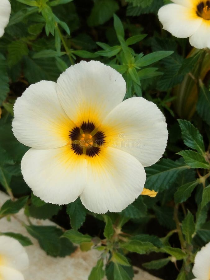 This is Beautiful Eight O& X27;clock Flowers Stock Photo - Image of ...