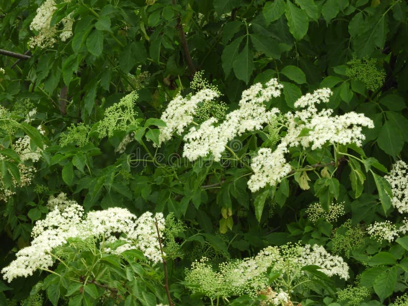 Beautiful Elder Plant in a Forest at Daytime Stock Photo - Image of ...