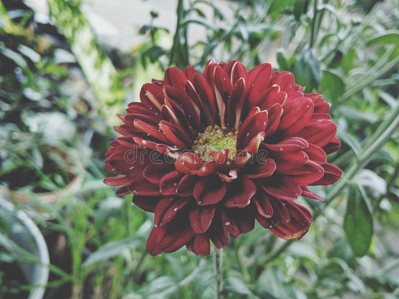 Beautiful and Elegant Red Flower Stock Image - Image of blossom, stems ...