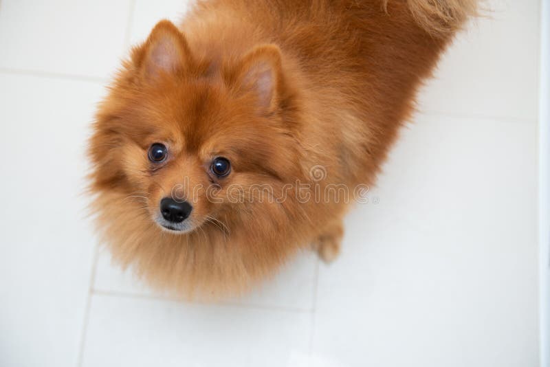 Beautiful and Elegant Small Brown Dog Looking at Camera. View from ...