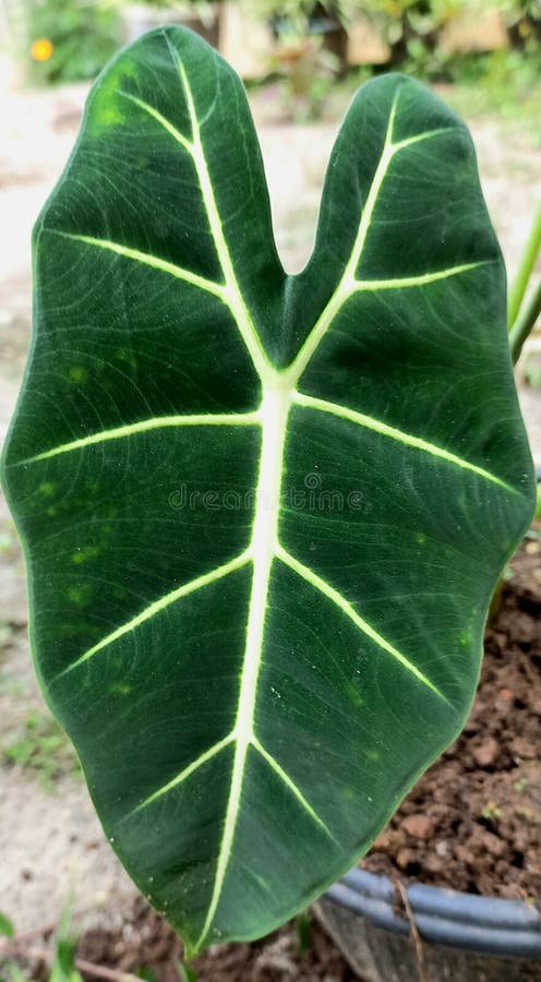 Beautiful Elephant Ear Leaves with a Deep Green Color and Regular Leaf ...