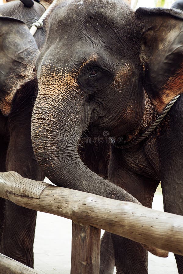Beautiful Elephant Portrait Stock Photo - Image of nature, danger: 74246050
