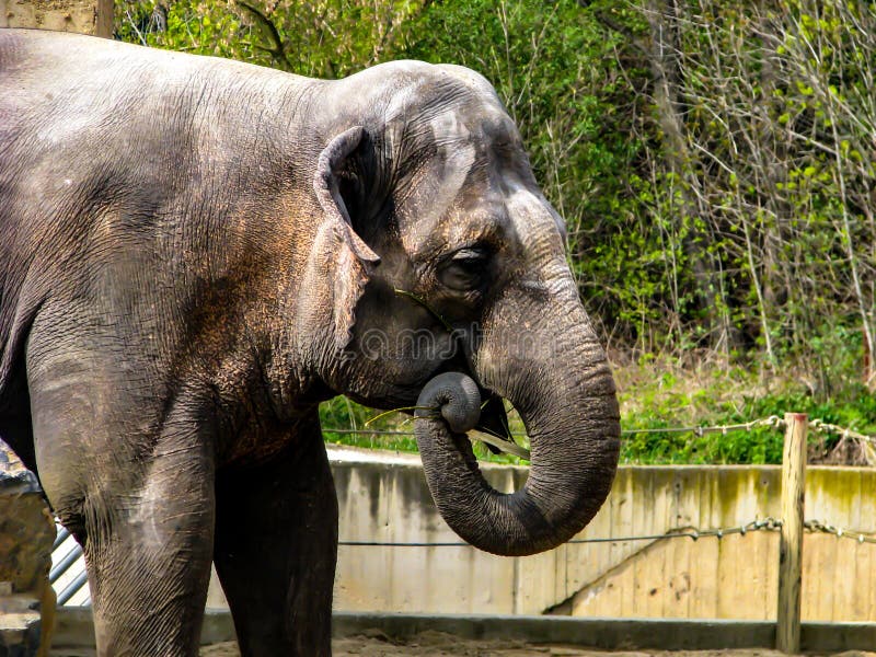 Elephant Mouth Stock Photos - Download 2,337 Royalty Free Photos