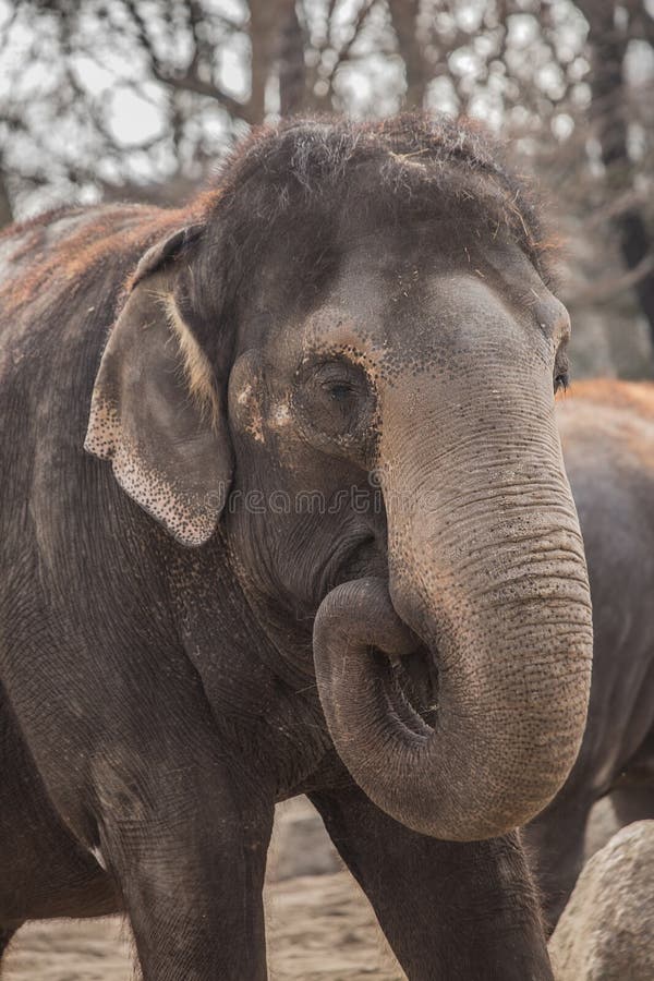 Beautiful Elephant at Zoo in Berlin Editorial Image - Image of cute ...