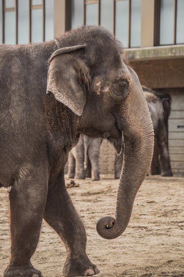 Beautiful Elephant at Zoo in Berlin Editorial Photography - Image of ...