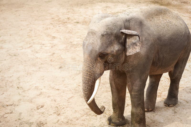 Beautiful Elephant in Zoo, Space for Text Stock Image - Image of life ...