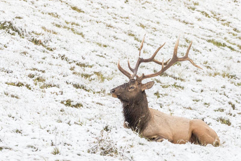 Beautiful Elk Lying on the Field Covered with Snow Stock Image - Image ...