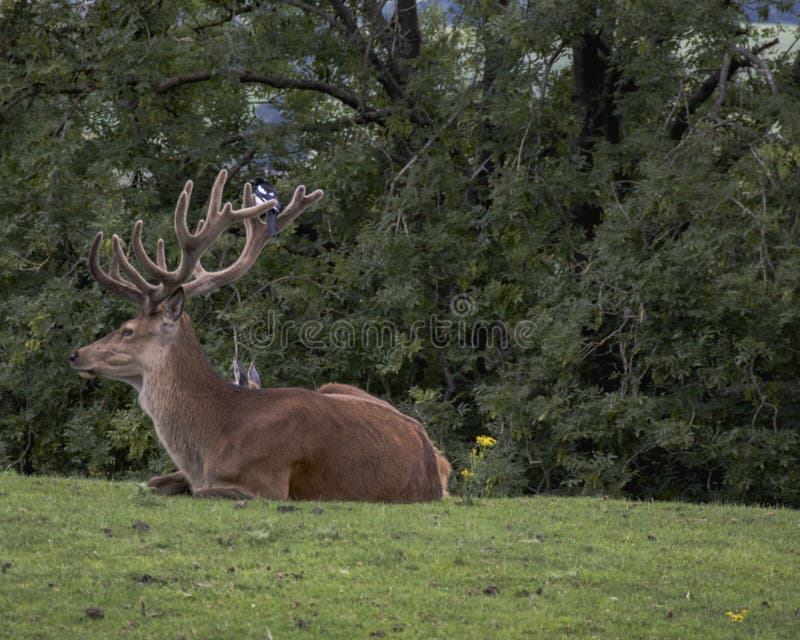 Beautiful Elk Lying on the Green Grass Having a Rest Stock Image ...