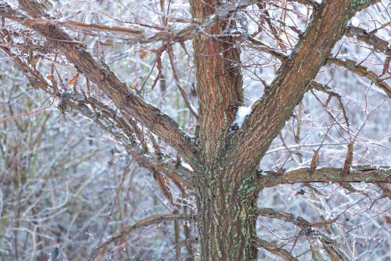 Beautiful Elm Tree Photographed in Winter without Leaves Stock Photo ...