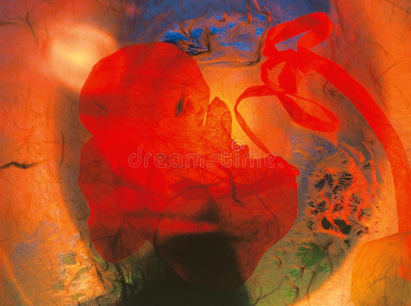 Beautiful embryo stock photo. Image of embryo, female - 10099752