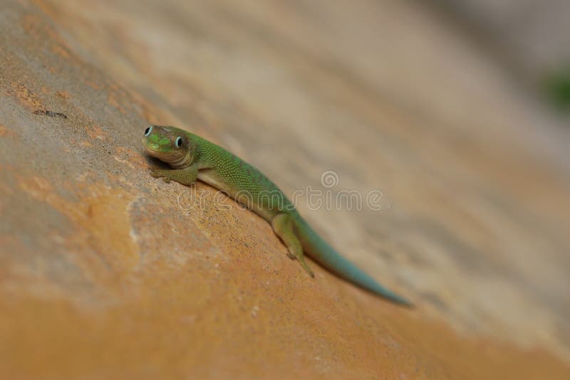Beautiful Emerald Green Day Gecko Smiling with Blue Eyes Stock Image ...