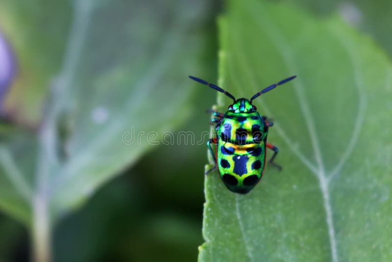 Beautiful Emerald Green Beetle on a Flower in the Garden. Stock Image ...