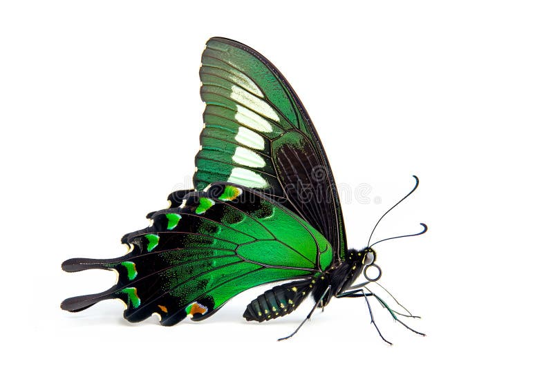 Beautiful Emerald Swallowtail Butterfly Isolated on a White Background ...
