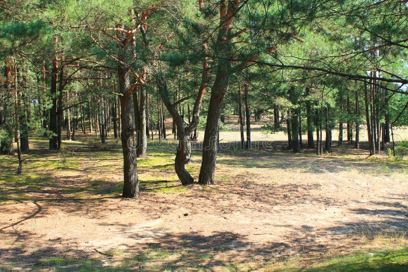 Nature stock image. Image of oasis, park, empty, nature - 123242209