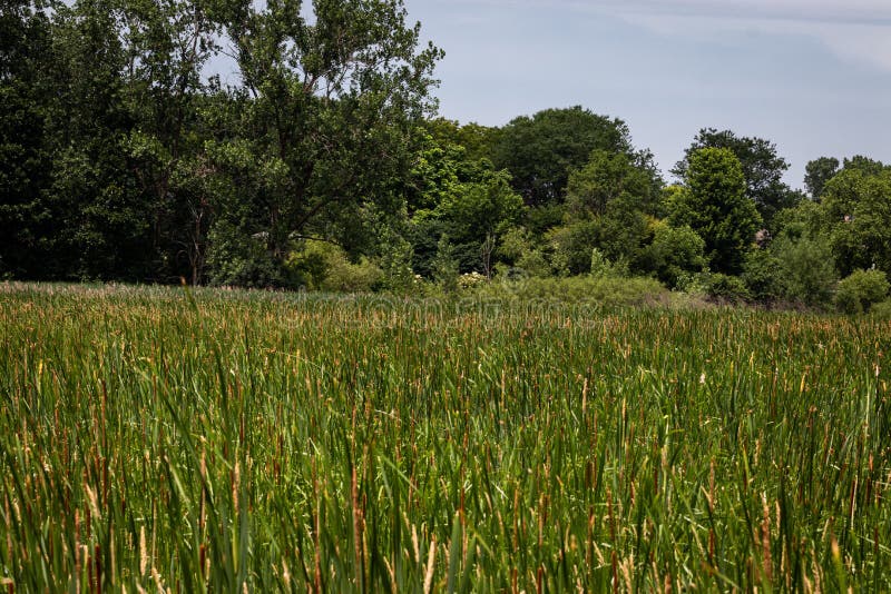 Beautiful Empty Green Countryside Against the Trees Stock Photo - Image ...