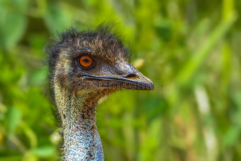 Emu stock image. Image of african, fauna, neck, brown - 134423547
