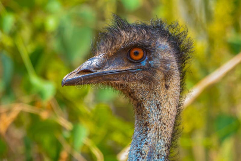 897 Beautiful Emu Photos - Free & Royalty-Free Stock Photos from Dreamstime