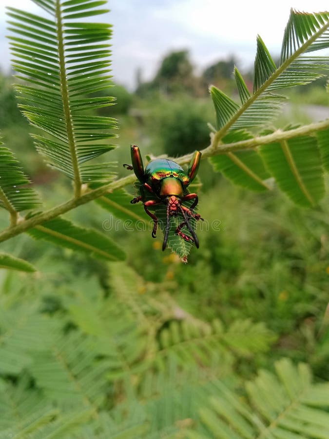 Beautiful and Enchanting Insects Stock Image - Image of serangga ...