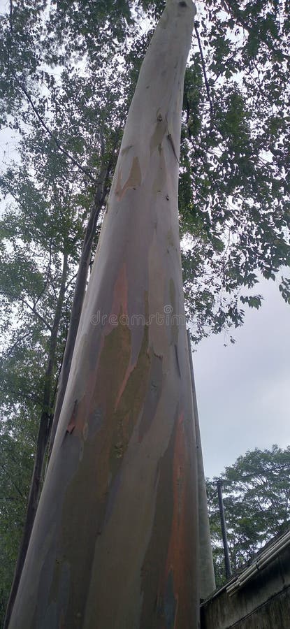 Beautiful and Enchanting Rainbow Tree Stock Photo - Image of house ...