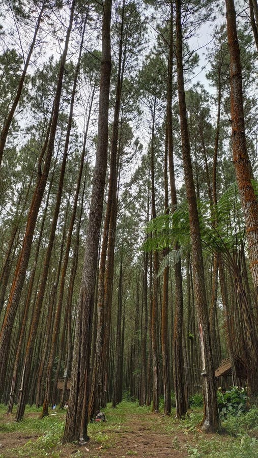 Beautiful and Enchanting Views of Pine Trees Stock Photo - Image of ...