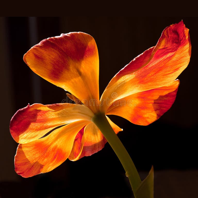 2,610 End Common Stock Photos - Free & Royalty-Free Stock Photos from ...