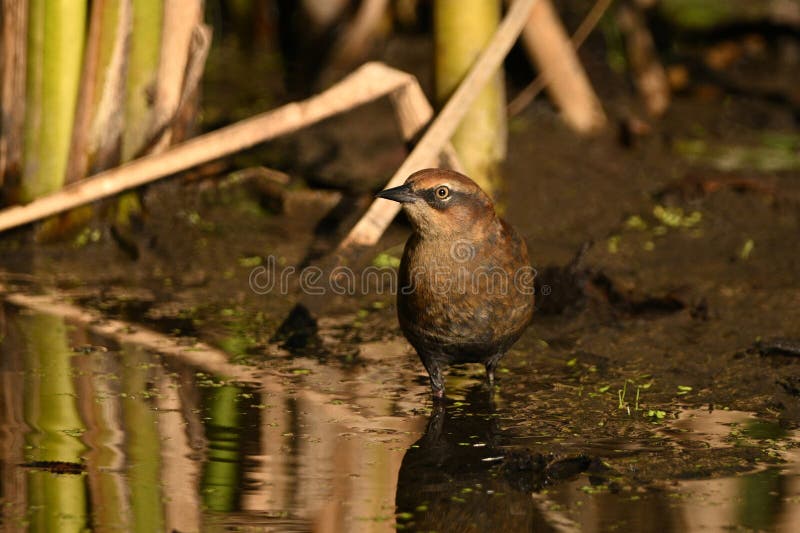A Beautiful Endangered Species at Risk Rusty Blackbird at Edge of a ...