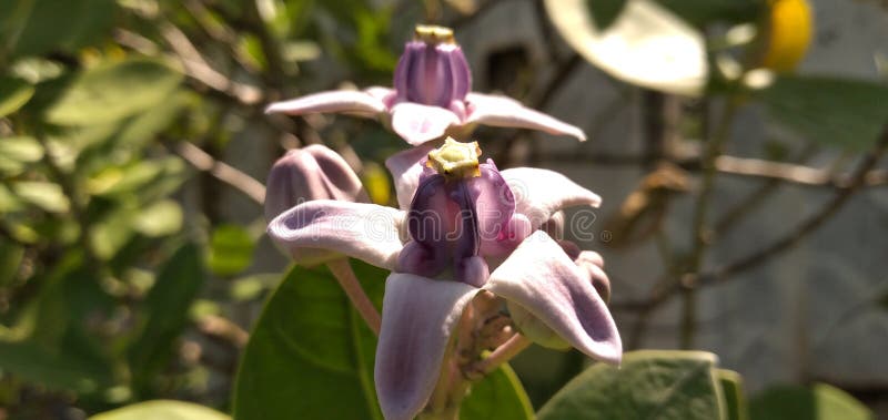 Beautiful Endemic Flowers Typical of the Seaside Stock Photo - Image of ...