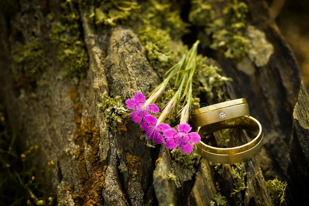 Beautiful Engagement Rings on Tree Bark Stock Image - Image of marriage ...
